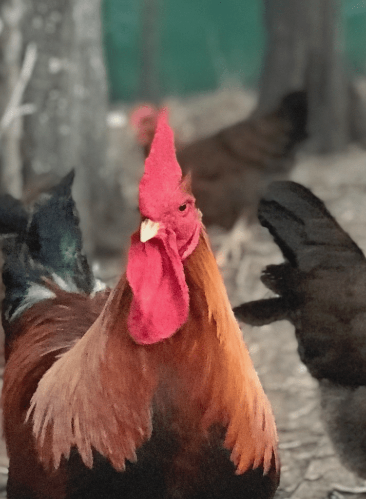 Australian Standard – Welsummer Club Australia